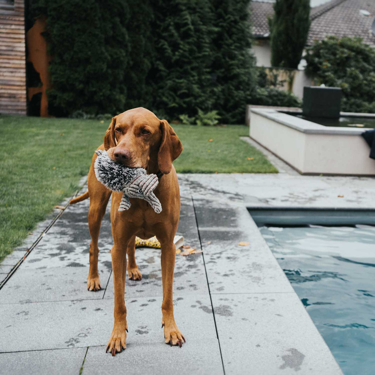 Pori Elephant Dog Toy