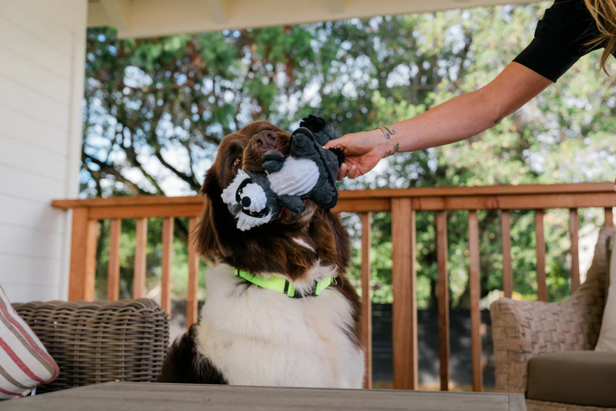 Robbie Raccoon Dog Toy