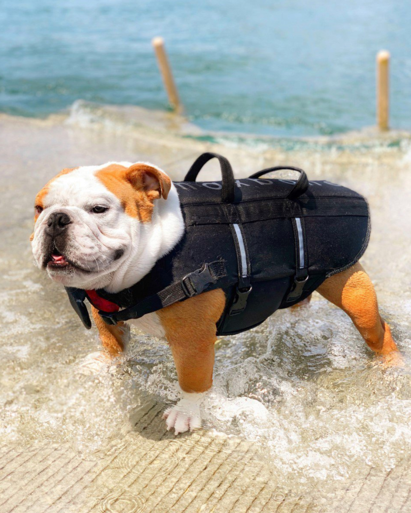 Life Jacket