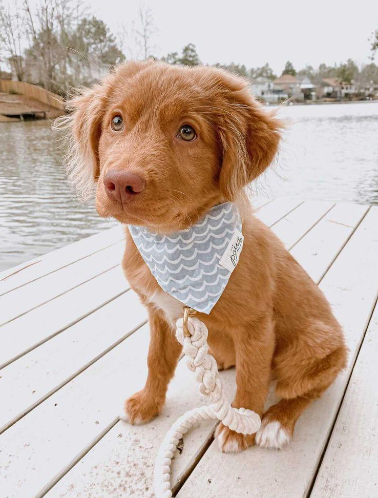 Perfect Wave Bandana