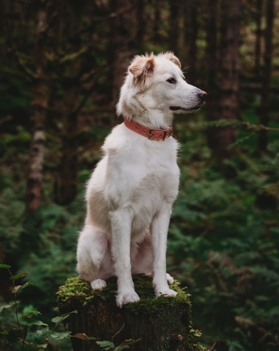 Dusky Pink Recycled Canvas Dog Collar