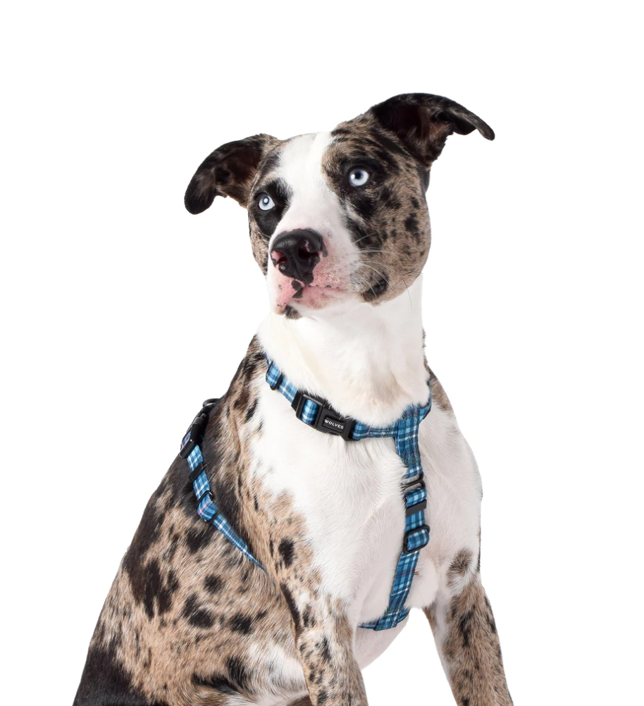 Lochie All Purpose Harness